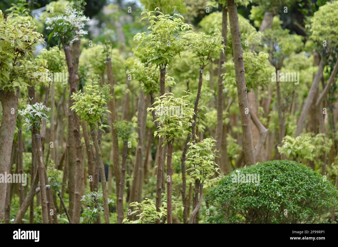 The trees have stems and bright green leaves Stock Photo - Alamy