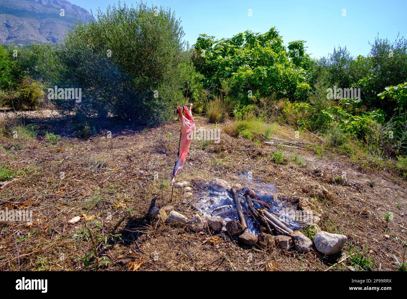 whole lamb asado, barbecuing on iron cross spit next to open fire in ...