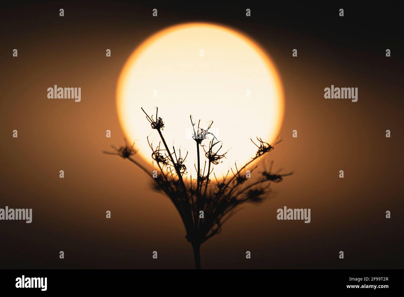 Common yarrow, Achillea millefolium, dry, sunset, Swabian Alb, Baden ...