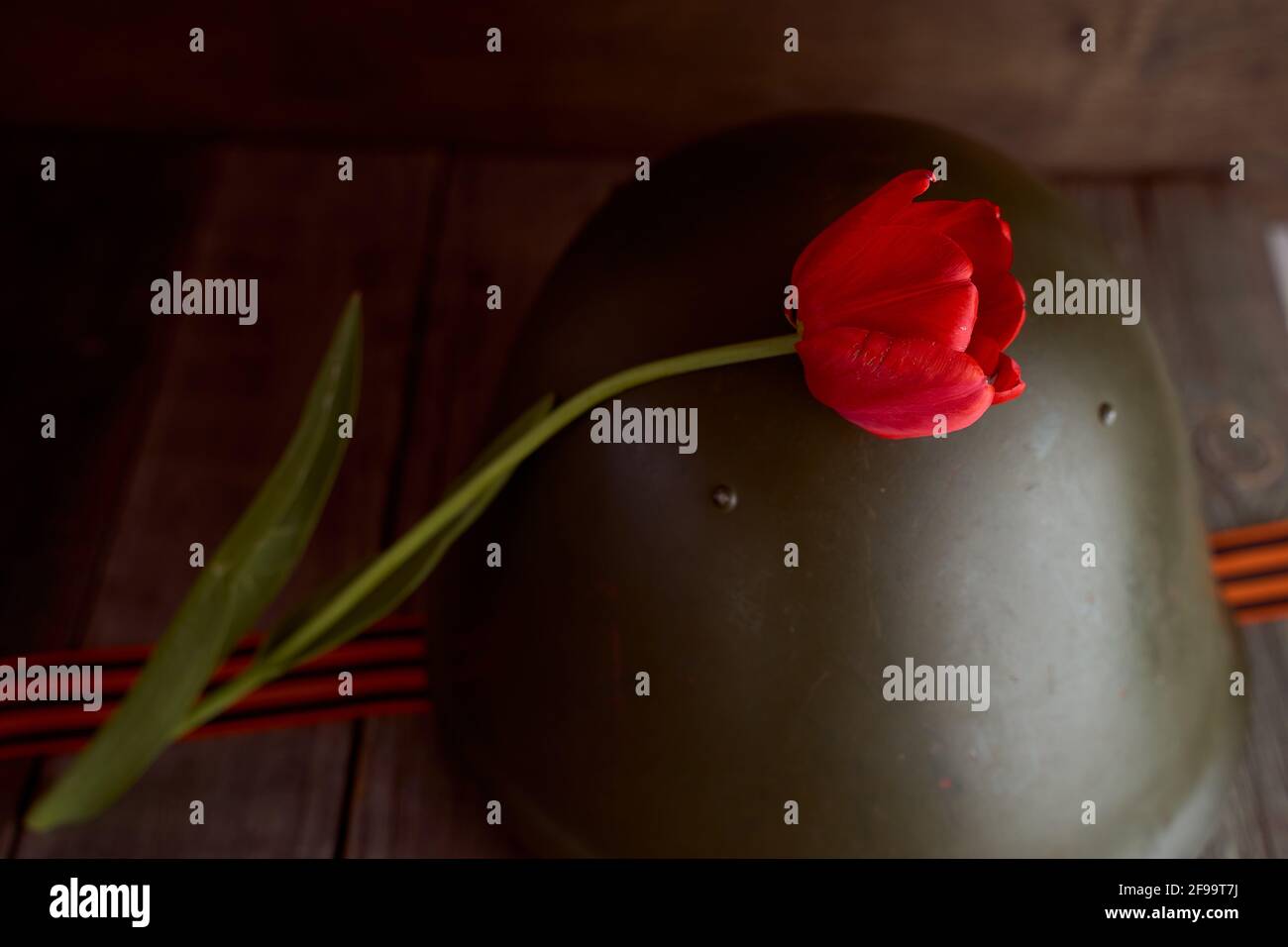 The red tulip flower rests on a soldier's helmet. The pine background ...