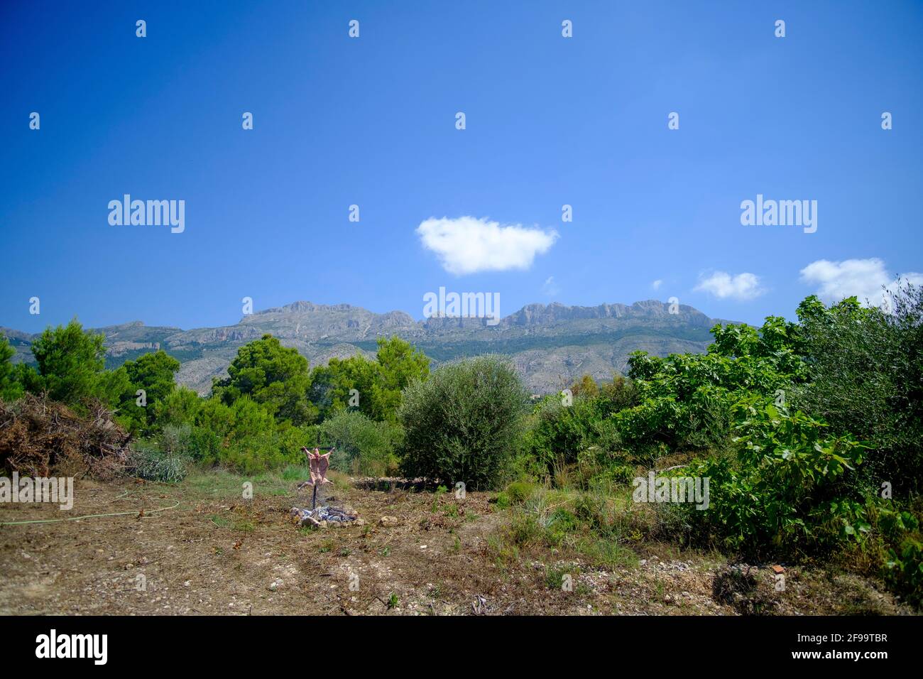whole lamb asado, barbecuing on iron cross spit next to open fire in ...