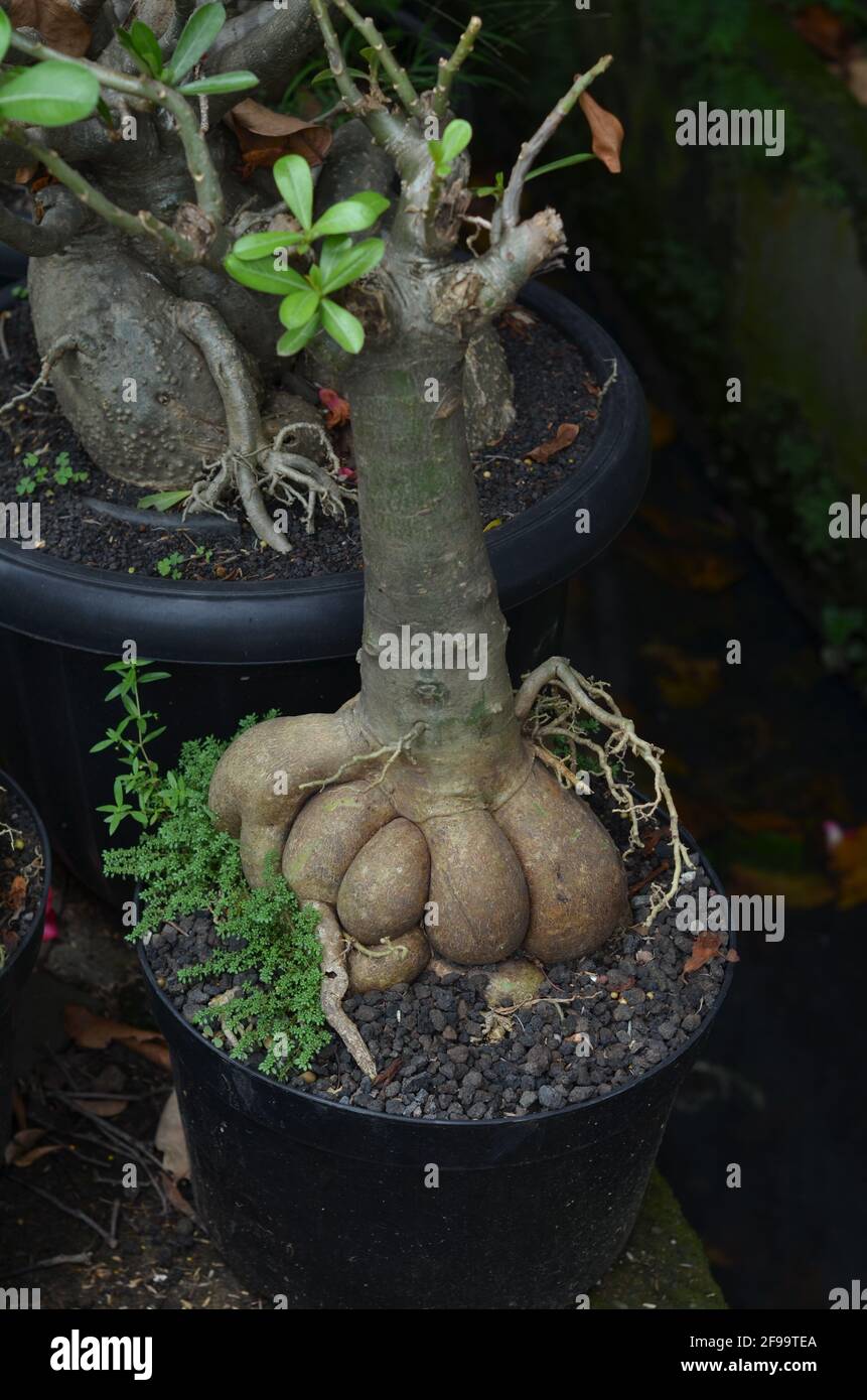 The root stem of the Adenium plant that grows in a black pot Stock ...
