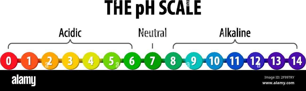 The pH Scale diagram on white background illustration Stock Vector ...