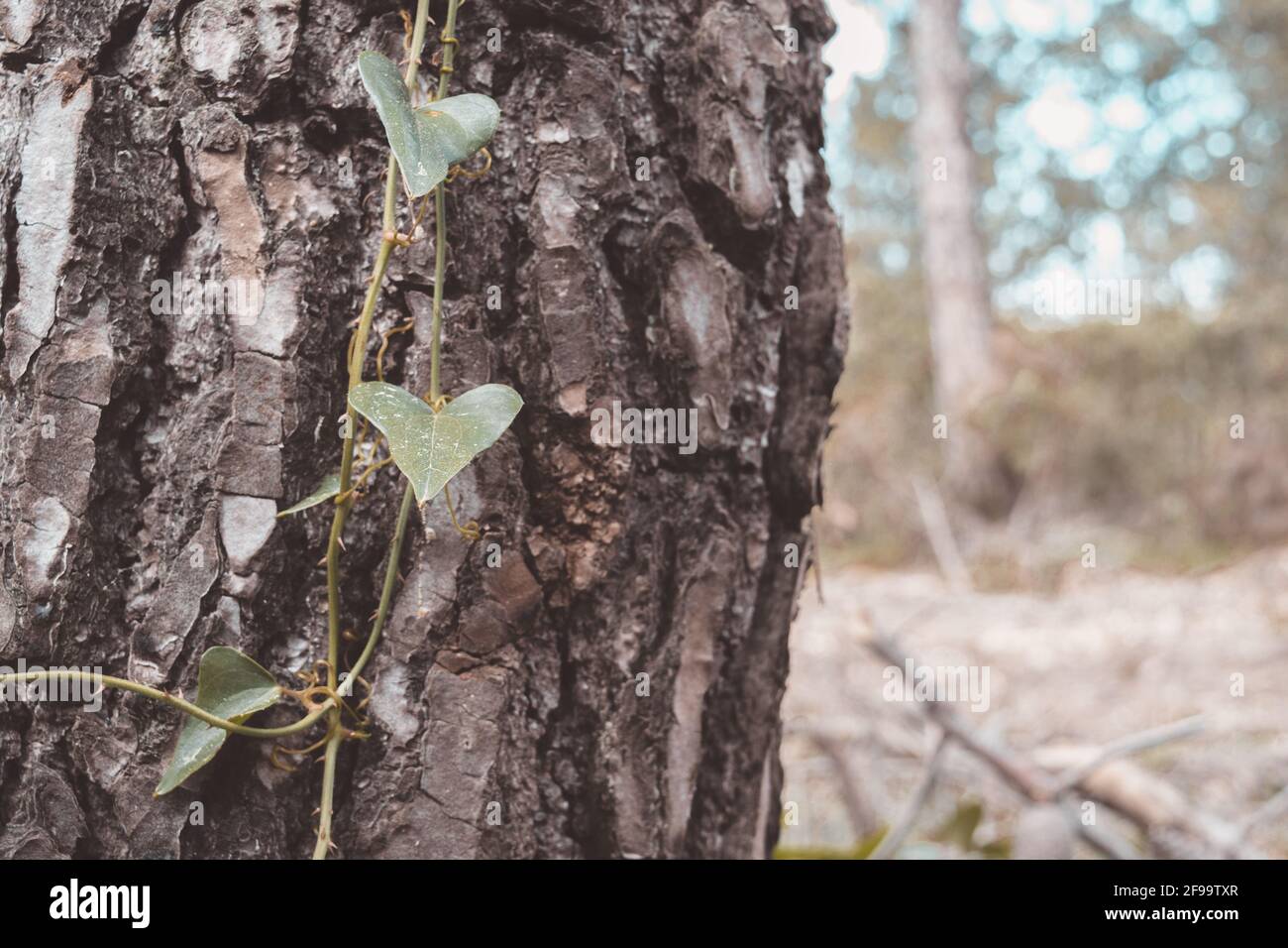 Vines on a tree hi-res stock photography and images - Alamy