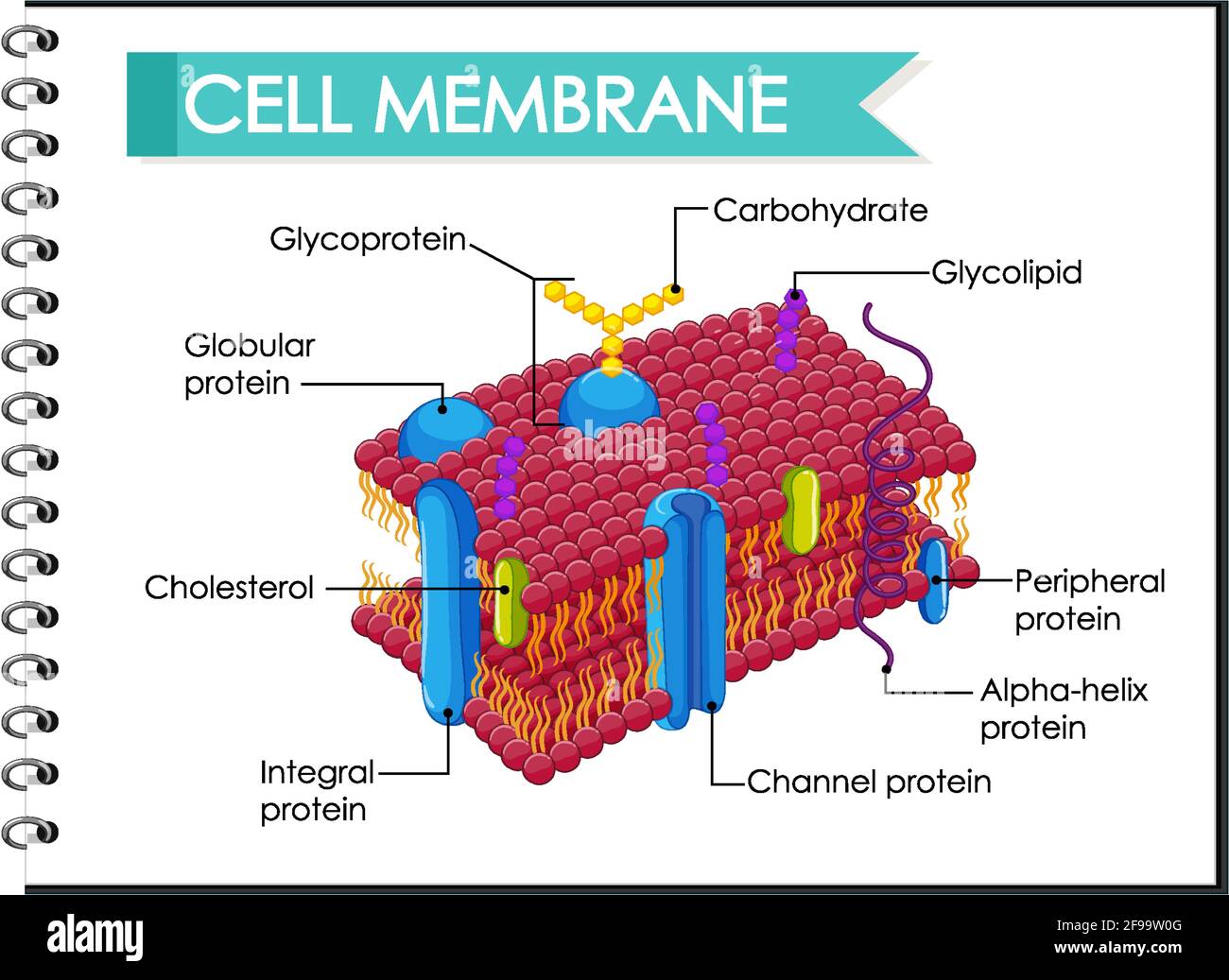 Human Cell Membrane Structure Illustration Stock Vector Image Art Alamy Human Cell Membrane Structure Illustration Stock Vector Image Art Alamy