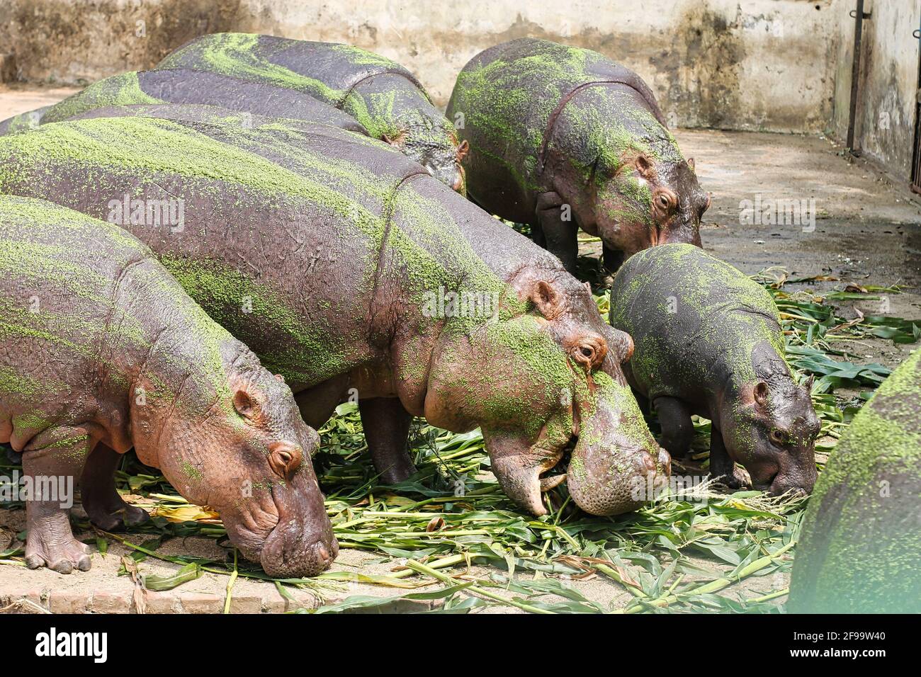 Hippos eating zoo hi-res stock photography and images - Alamy