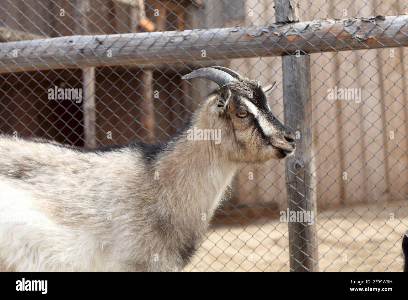 Goat with curly horns hi-res stock photography and images - Alamy