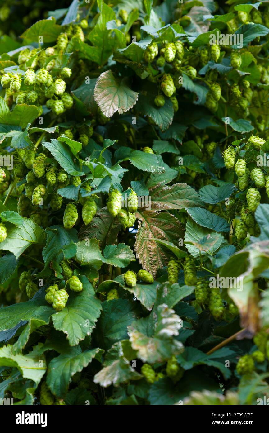 Hop bush hi-res stock photography and images - Alamy