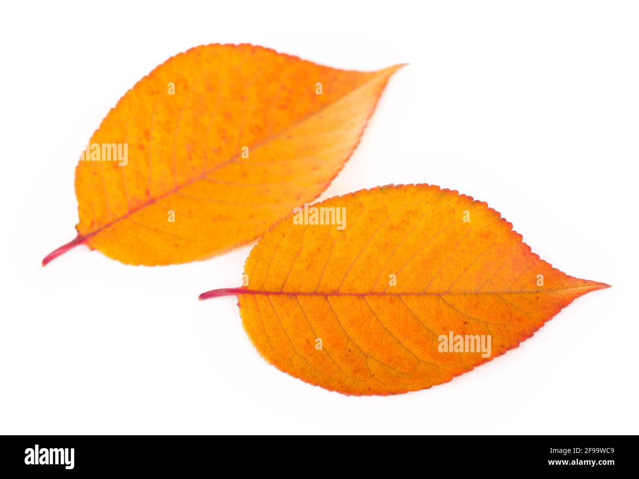 Beautiful autumn leaf, isolated on white background Stock Photo - Alamy