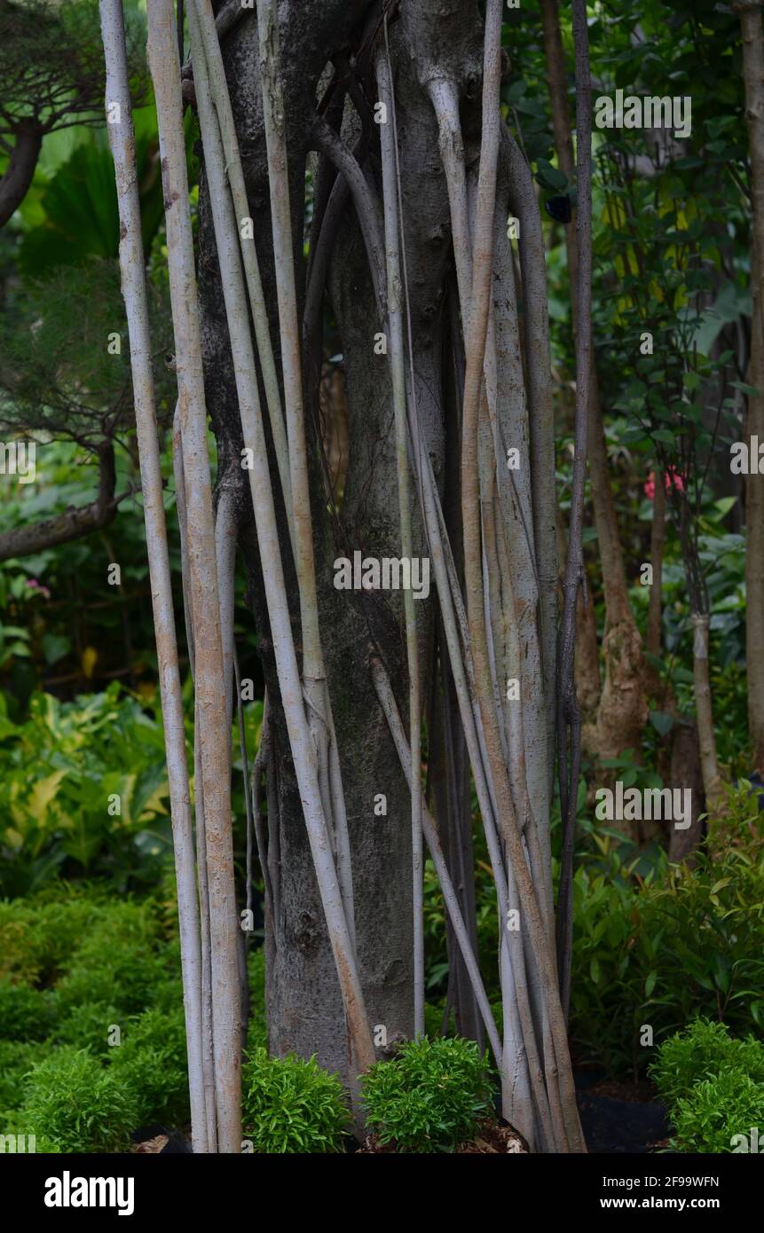 Creeping roots hi-res stock photography and images - Alamy