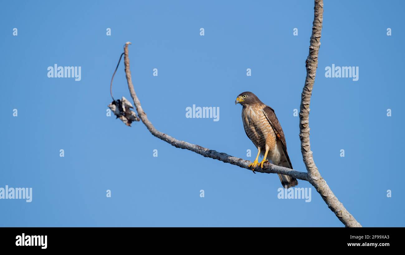 Dead bird of prey roadside hi-res stock photography and images - Alamy