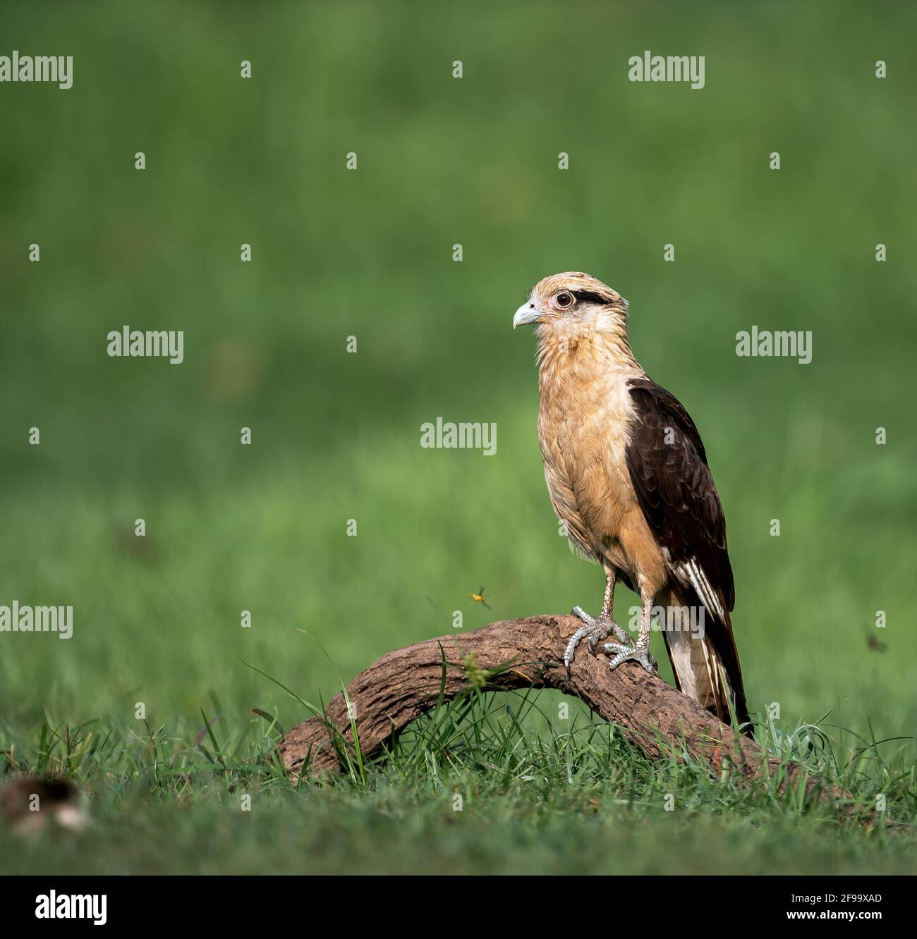 Bird of prey in Brasil, Pantanal sitting on a branch on the ground ...