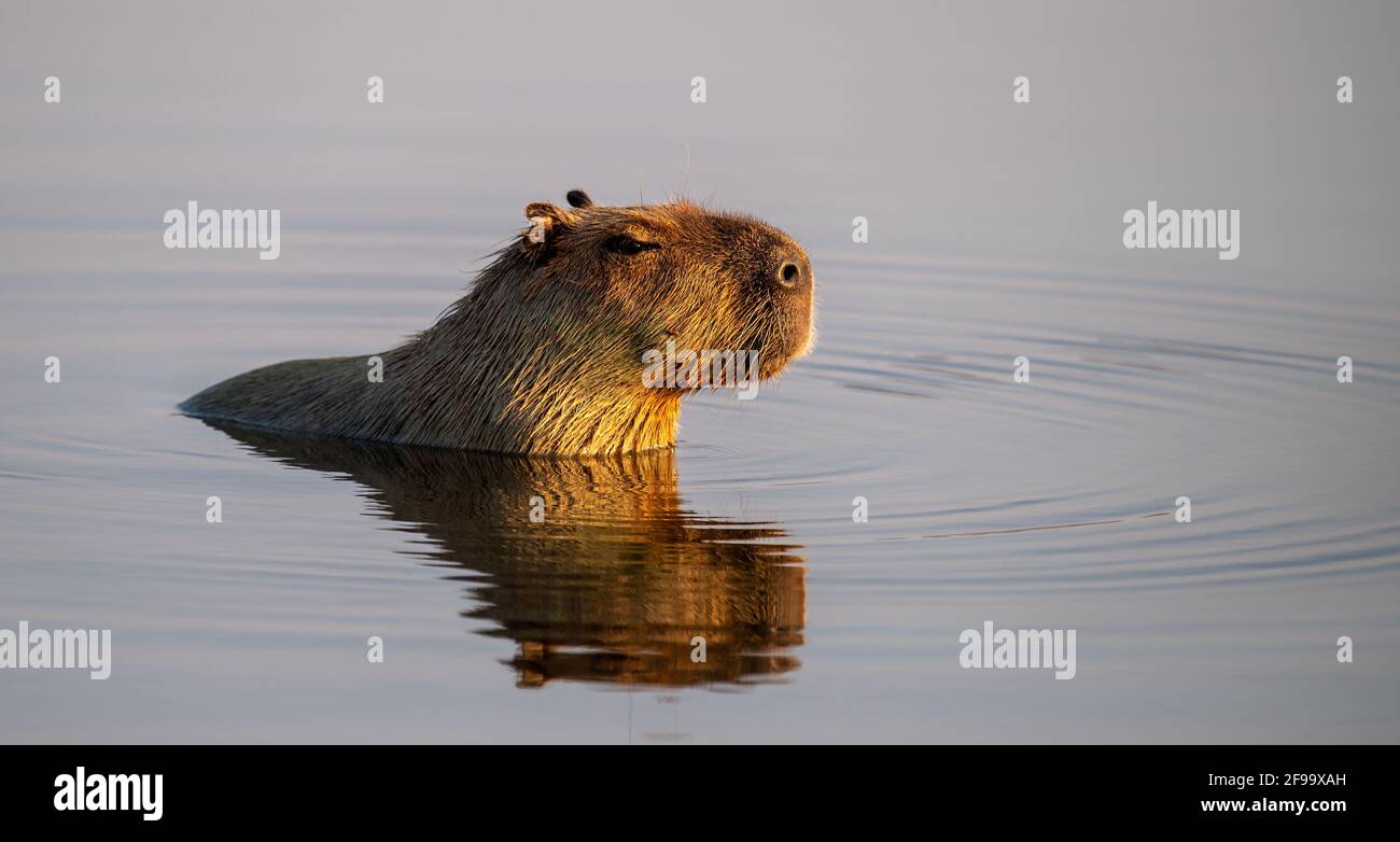 Capybara sitting hi-res stock photography and images - Alamy