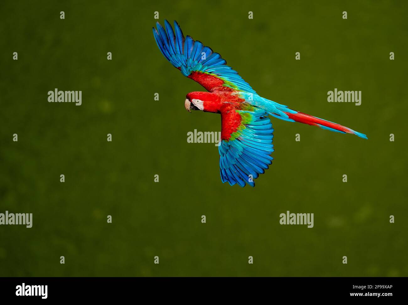 Flying macaws hi-res stock photography and images - Alamy