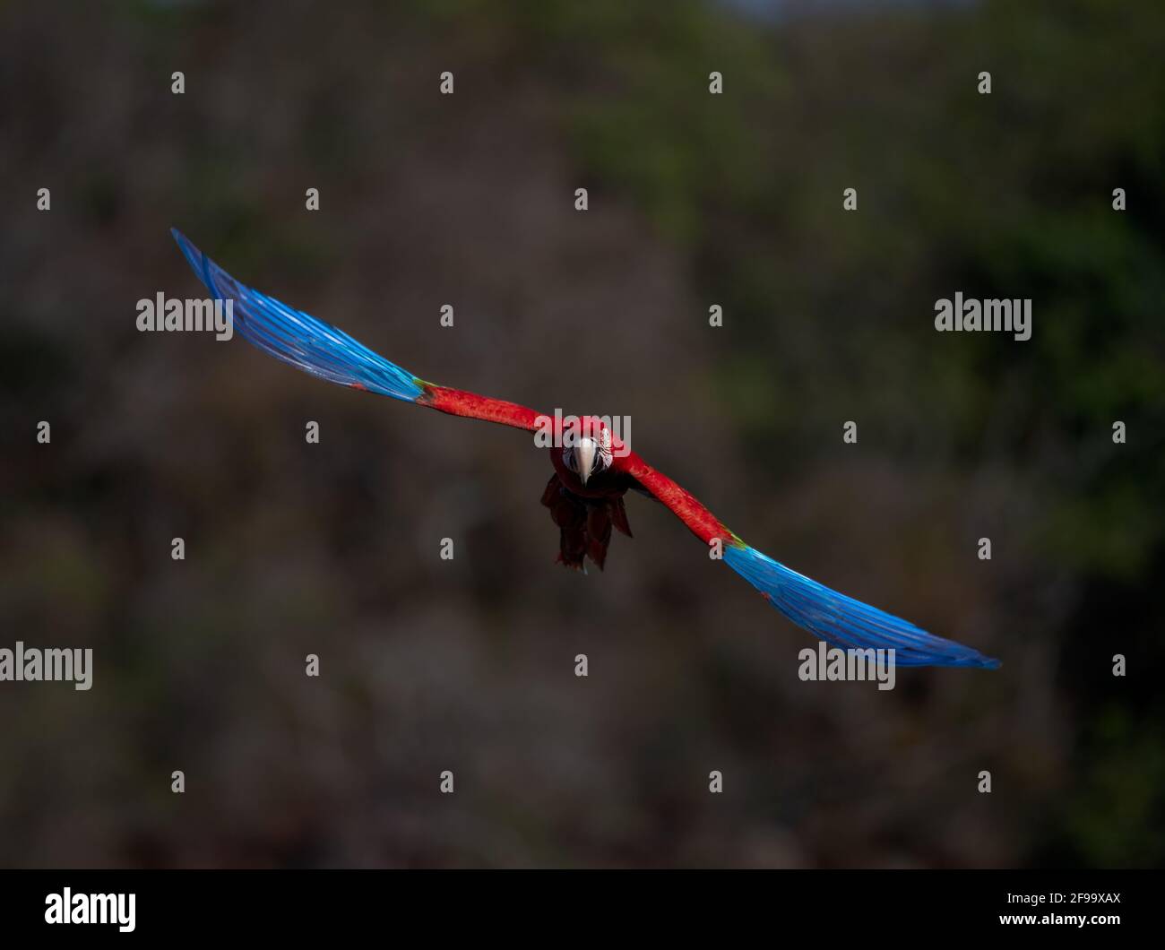 Flying macaws hi-res stock photography and images - Alamy
