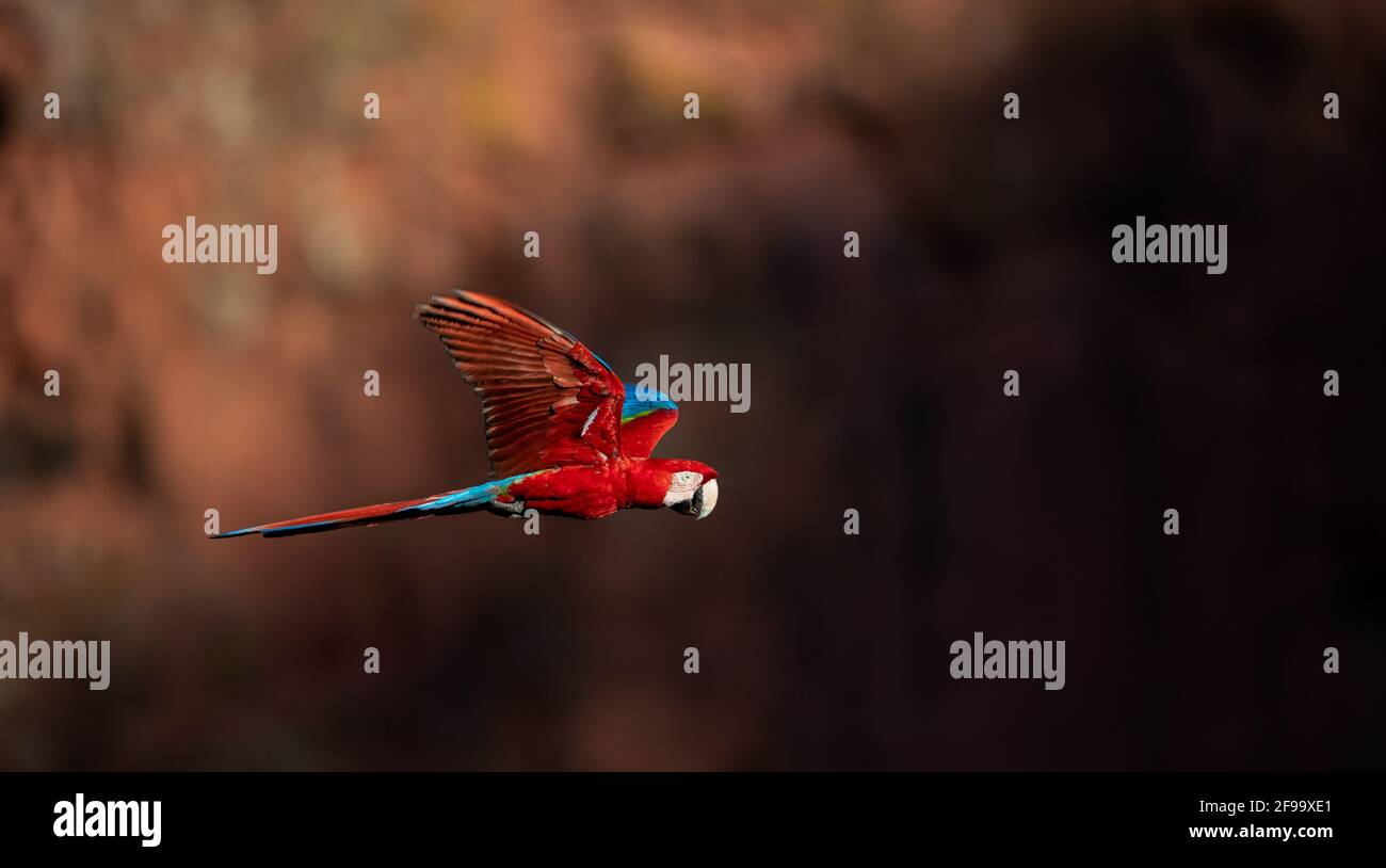 Flying macaws hi-res stock photography and images - Alamy