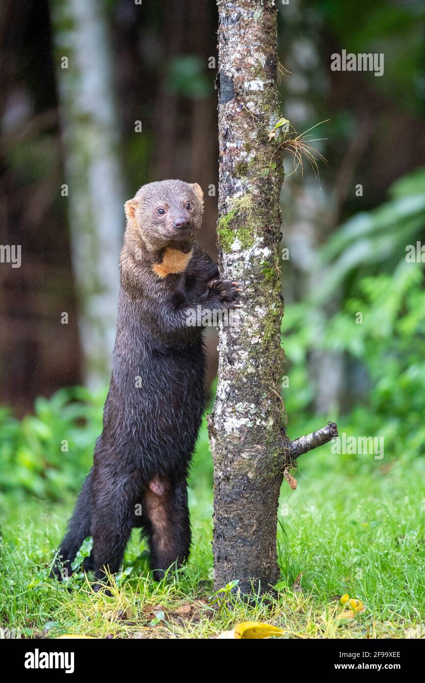 Male Tayra (Eira barbara) standing at a tree in the Atlantic Rainforest ...