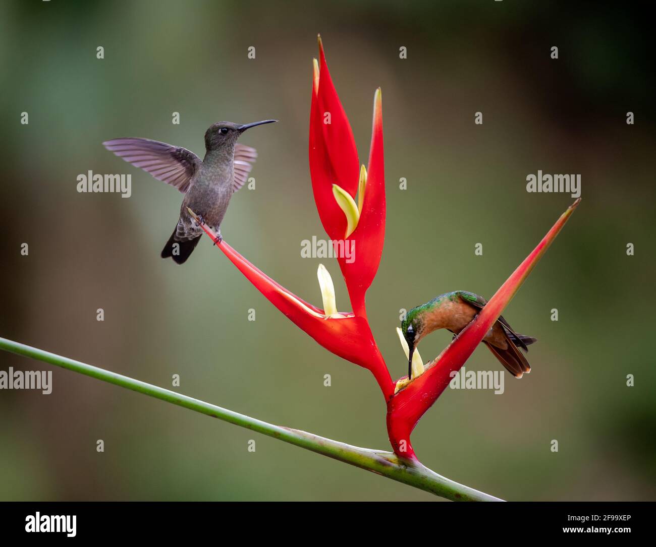 Brazil birds hi-res stock photography and images - Alamy