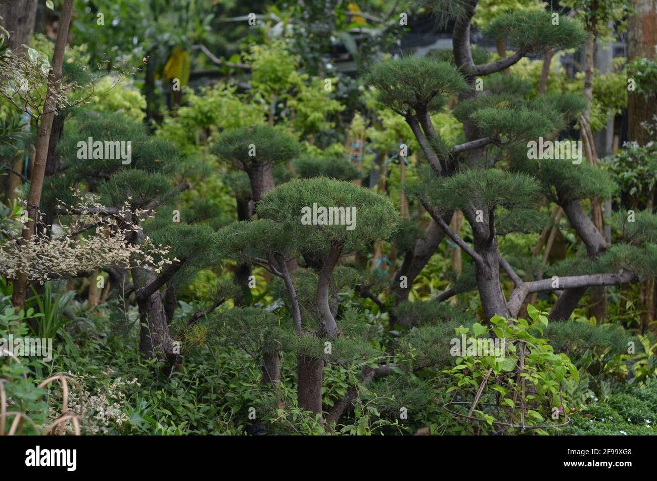Pruned pine tree hi-res stock photography and images - Alamy