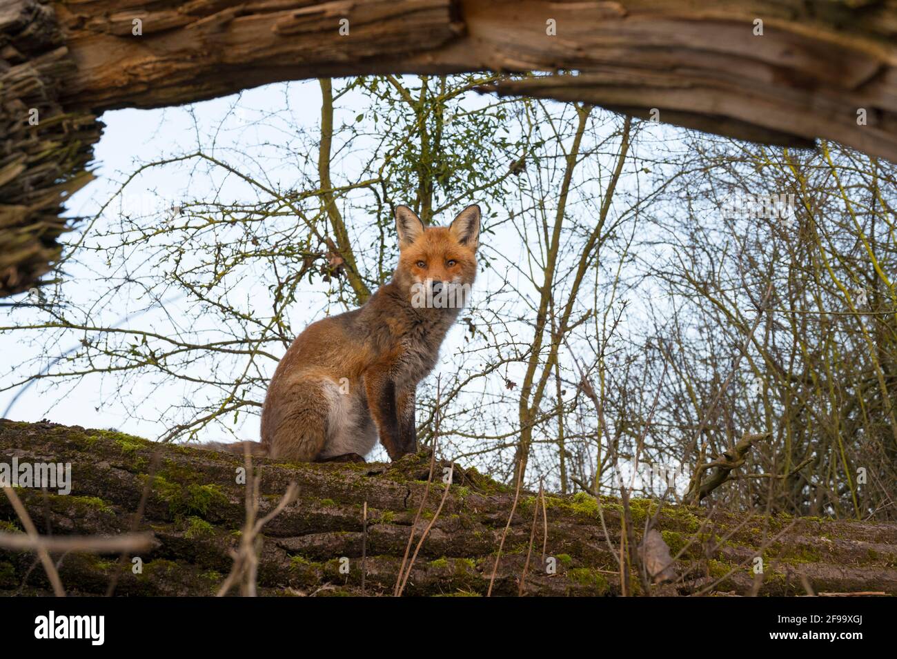 Old world red fox hi-res stock photography and images - Alamy