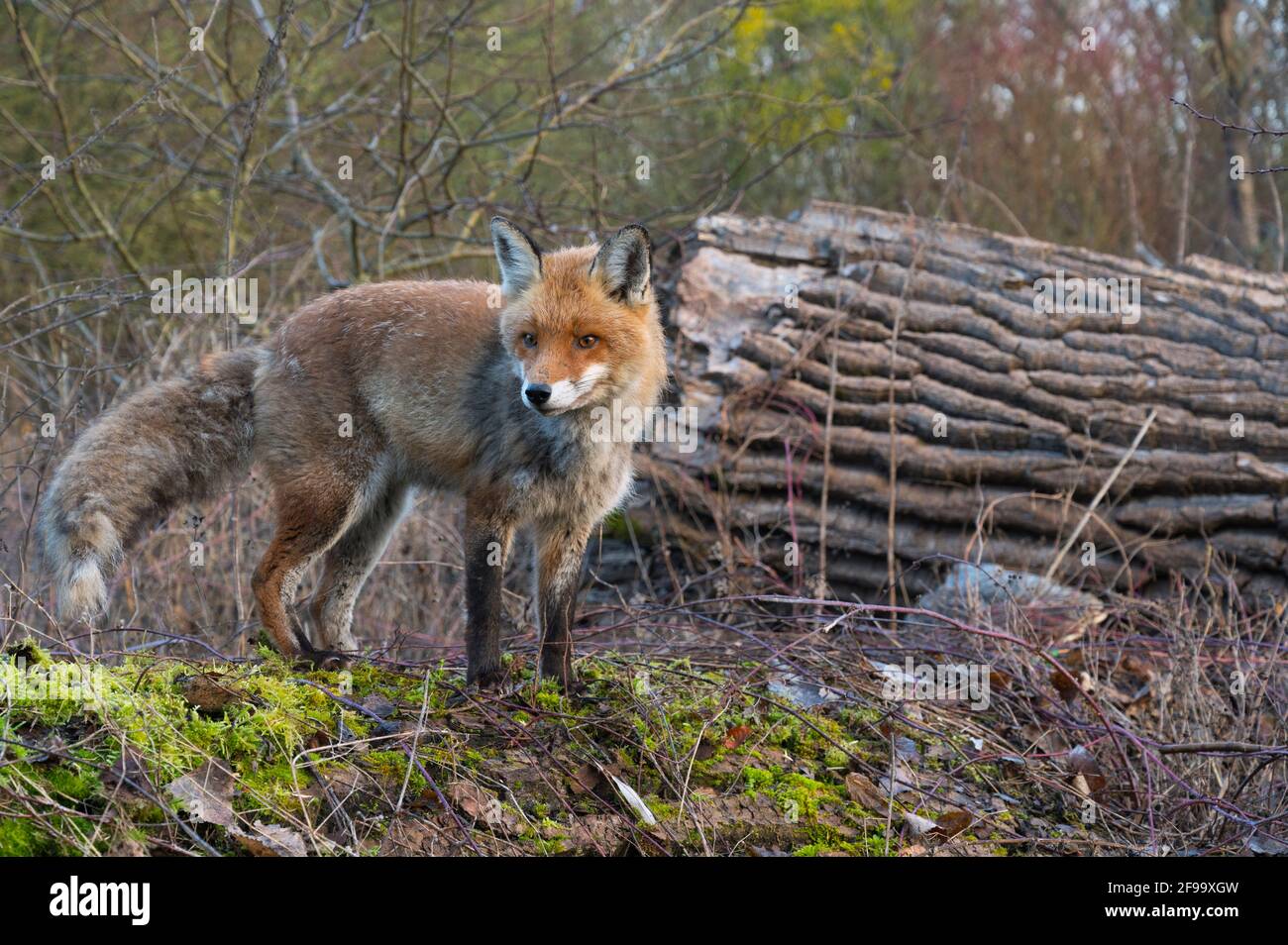 Red fox vulpes vulpes on an old tree trunk hi-res stock photography and ...
