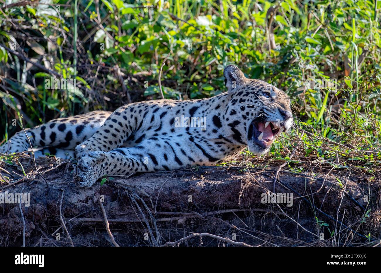 Jaguar mouth open hi-res stock photography and images - Alamy