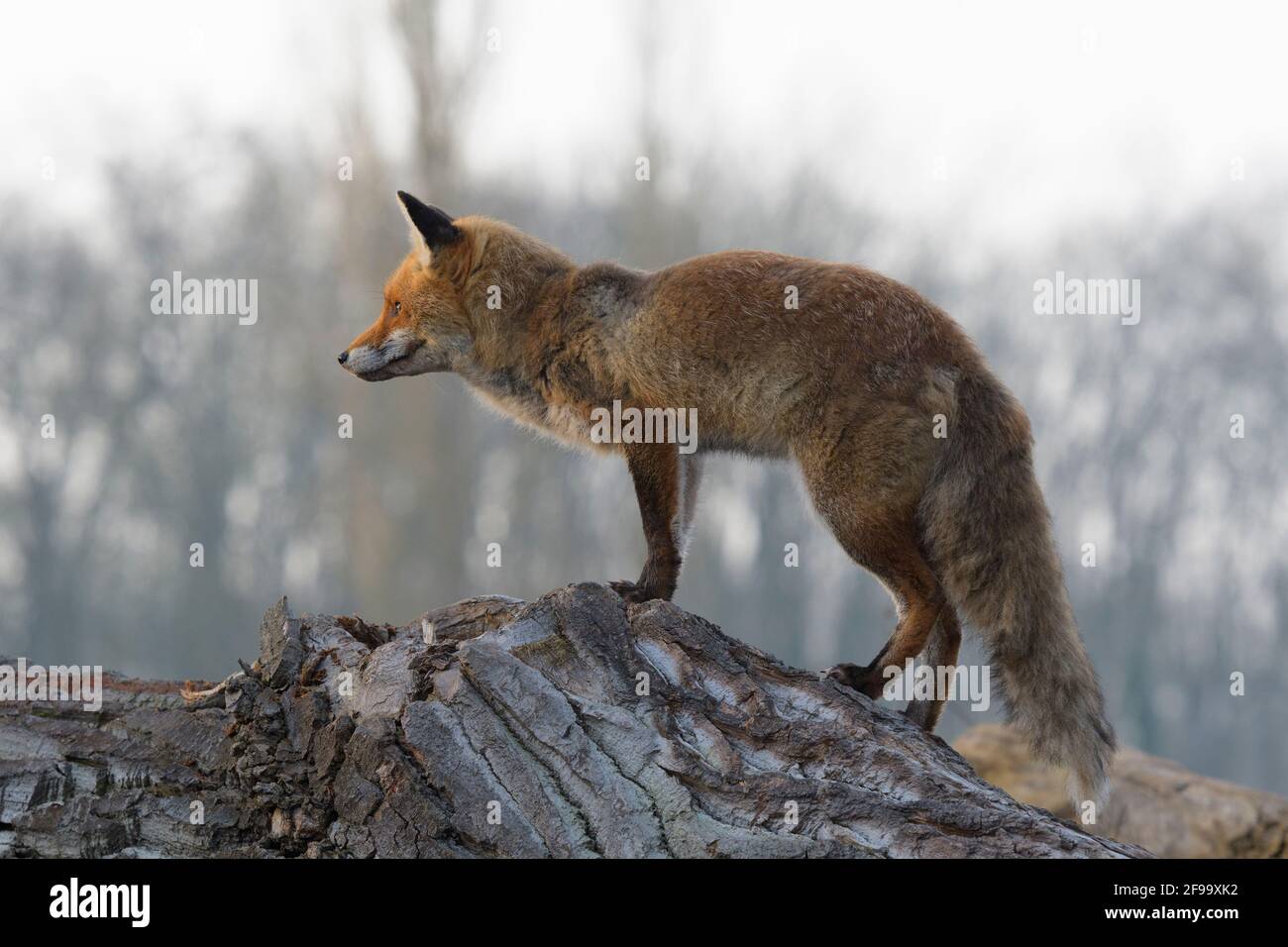 Red Fox Vulpes Vulpes On An Old Tree Trunk High Resolution Stock ...