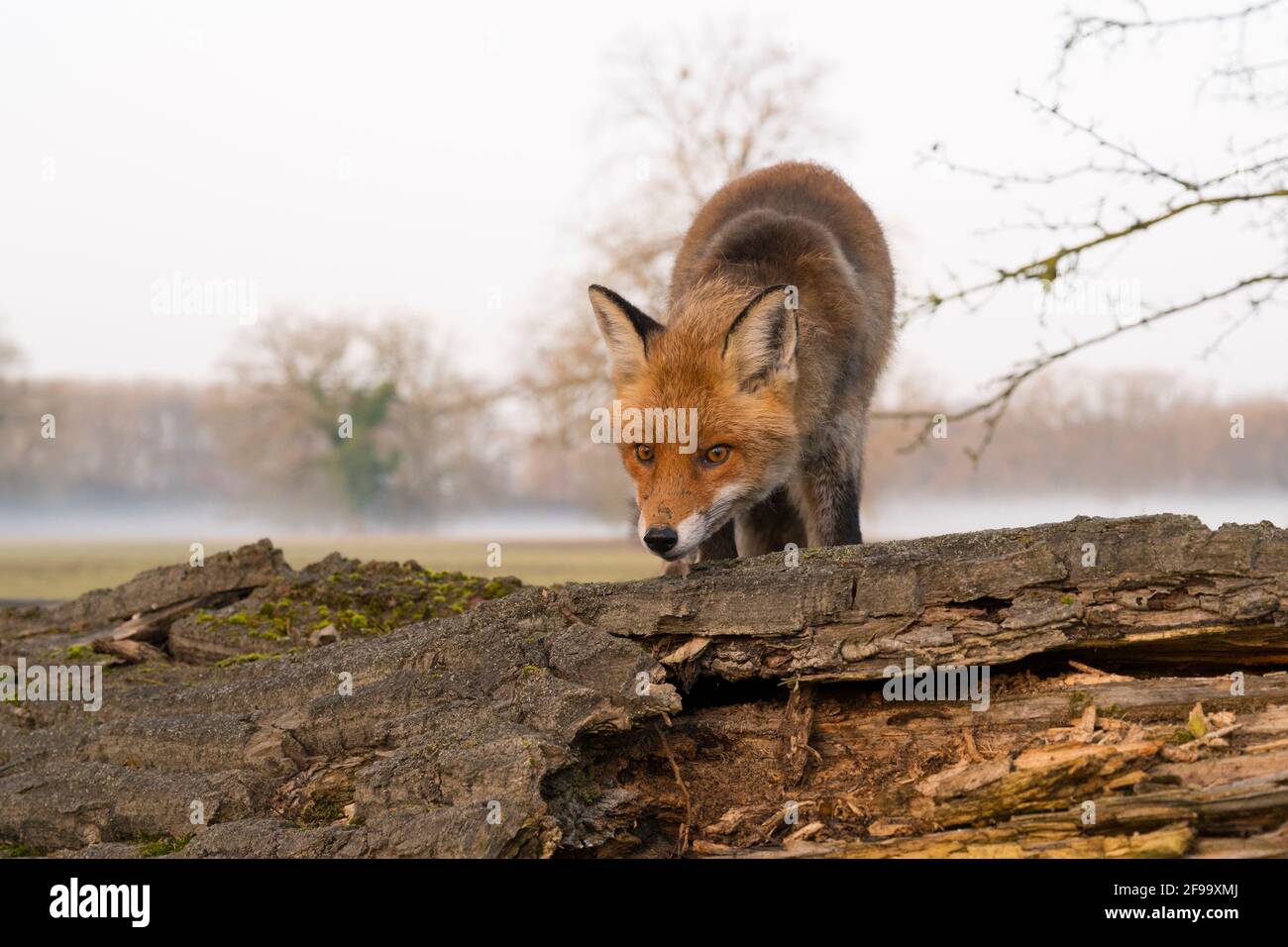 Red fox vulpes vulpes on an old tree trunk hi-res stock photography and ...