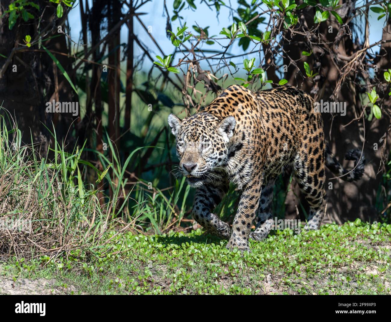 Jaguar animal with prey hi-res stock photography and images - Alamy