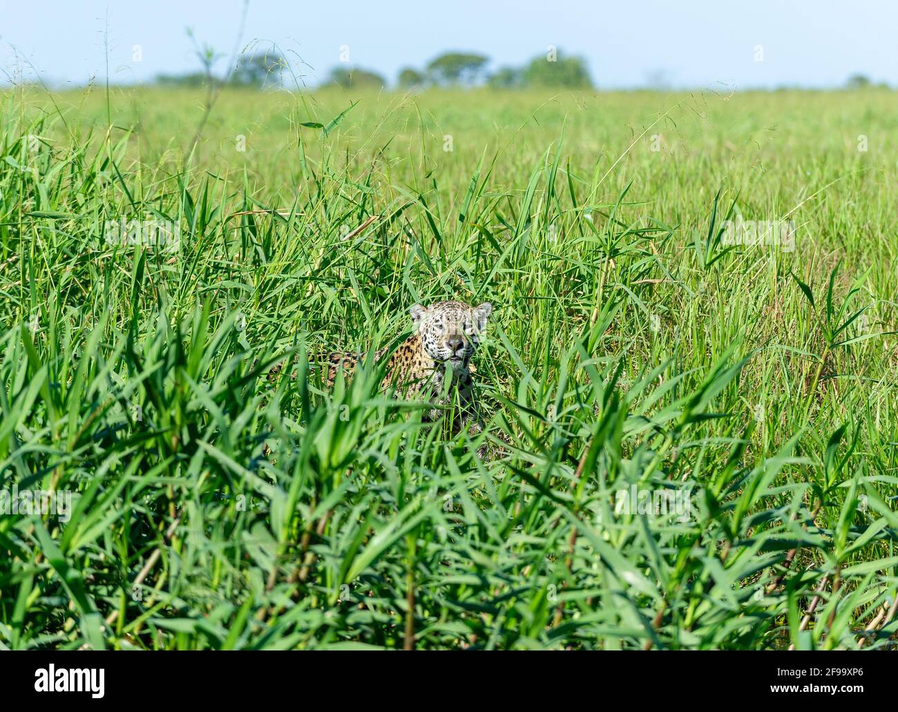 Jaguar sitting hi-res stock photography and images - Alamy
