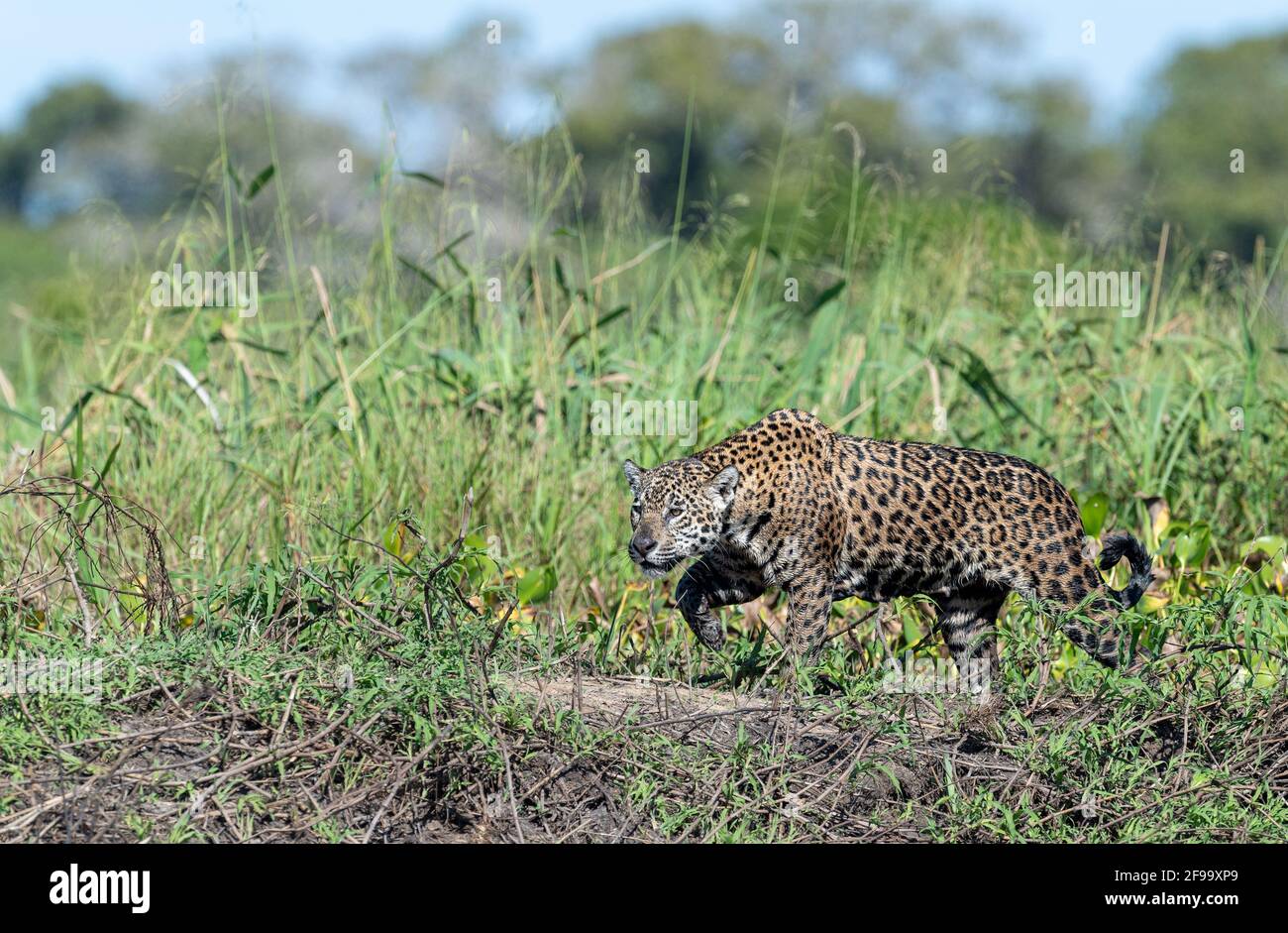Jaguar Prey High Resolution Stock Photography and Images - Alamy