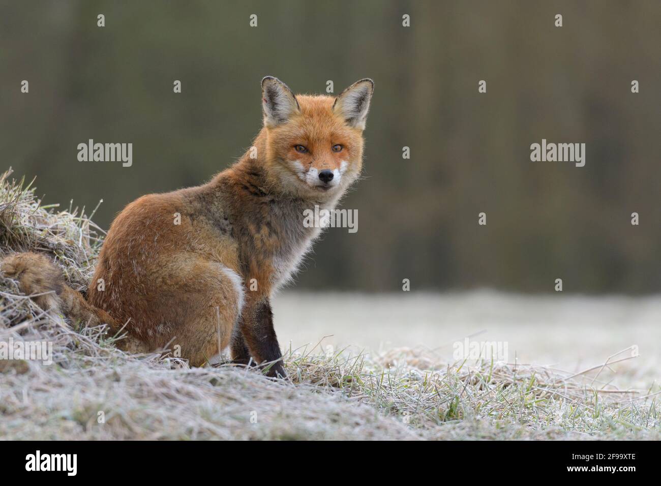 Red fox (Vulpes vulpes) in a meadow, February, Hesse, Germany Stock ...