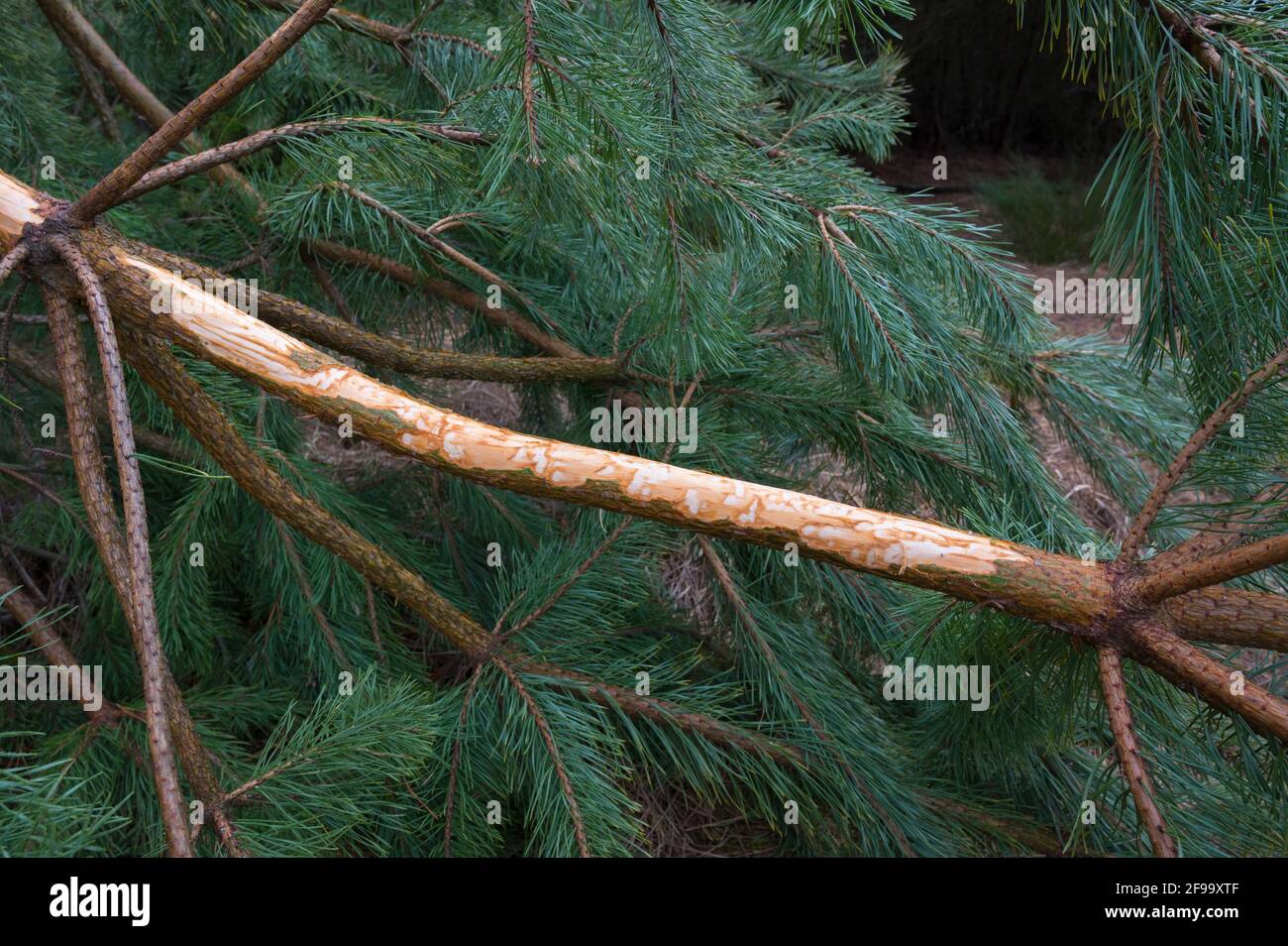 Deer feeding marks on a pine branch that has broken down due to a snow ...