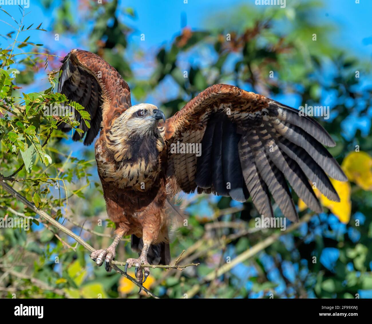 Pantana hi-res stock photography and images - Alamy