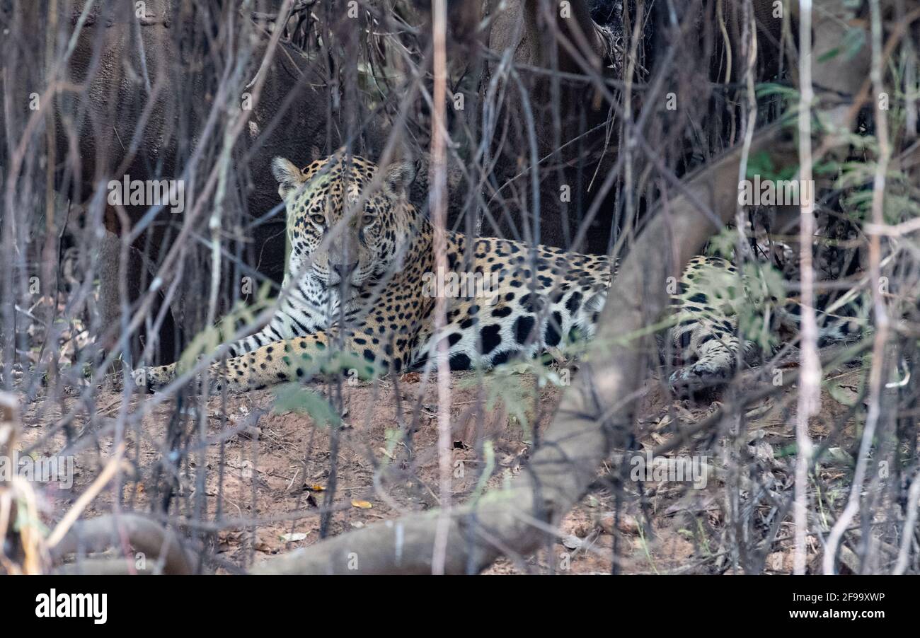 Jaguar sitting hi-res stock photography and images - Alamy