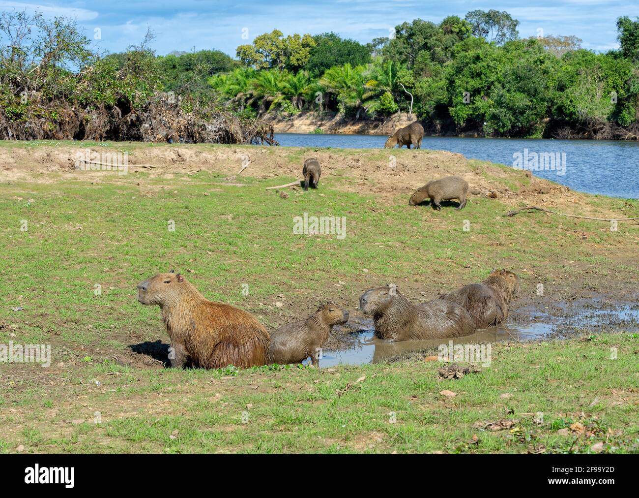 Capybaras have fun in the mud - Brasil, Pantanal Stock Photo - Alamy