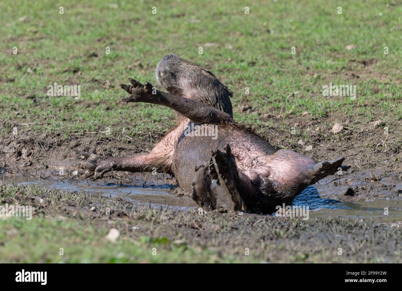 Capybaras have fun in the mud - Brasil, Pantanal Stock Photo - Alamy