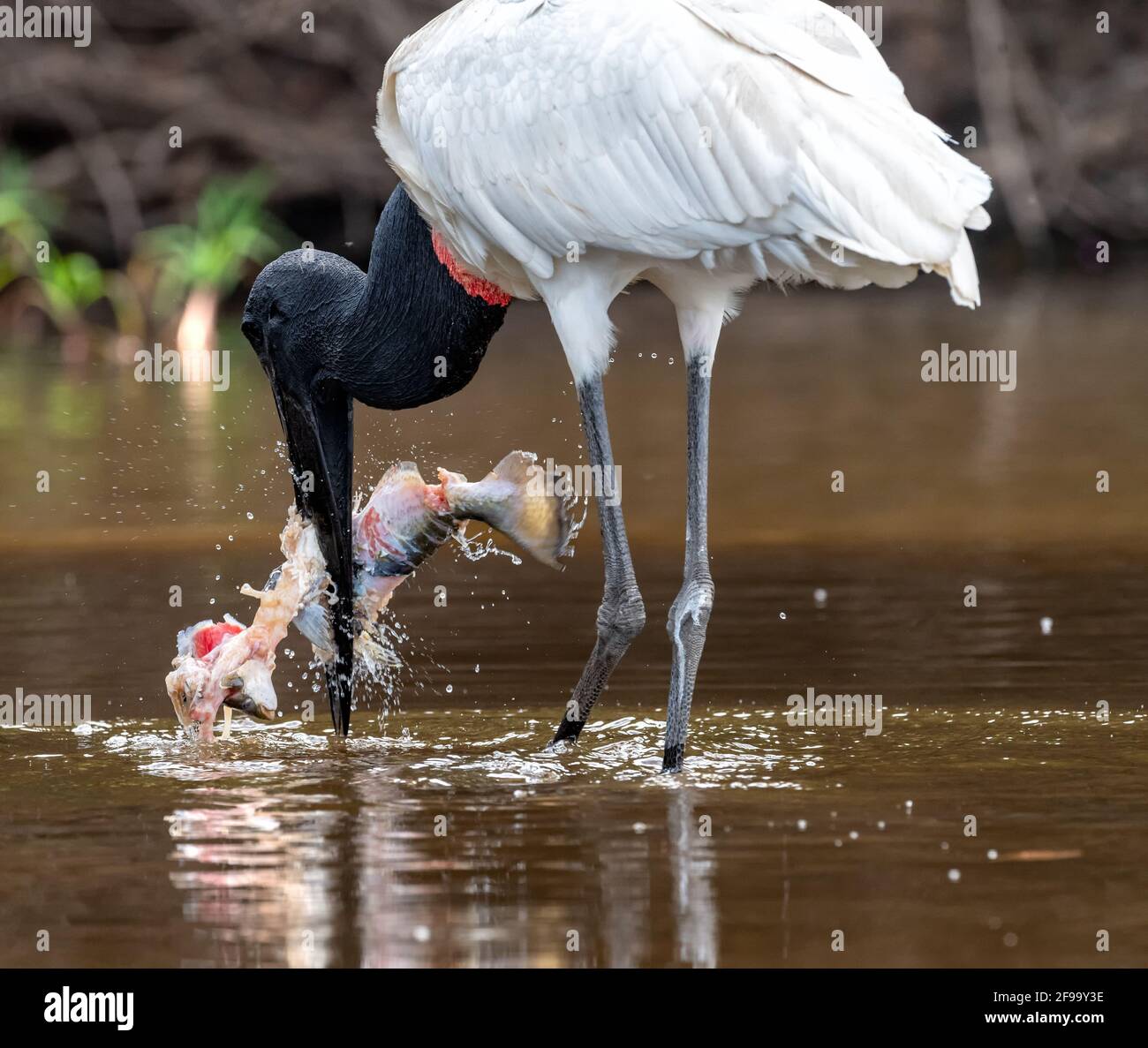 Stork eating a fish hi-res stock photography and images - Alamy