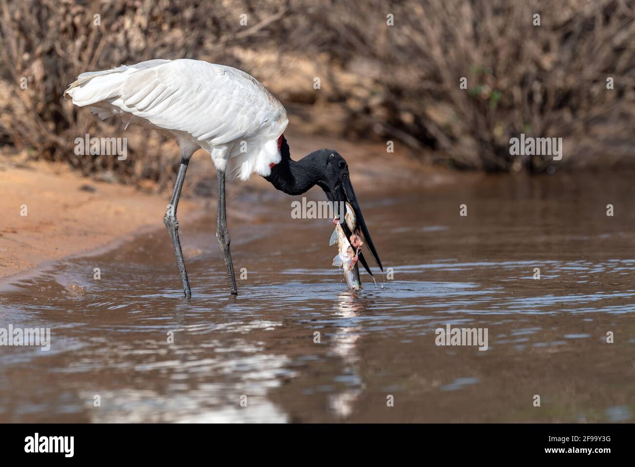 Stork eating a fish hi-res stock photography and images - Alamy