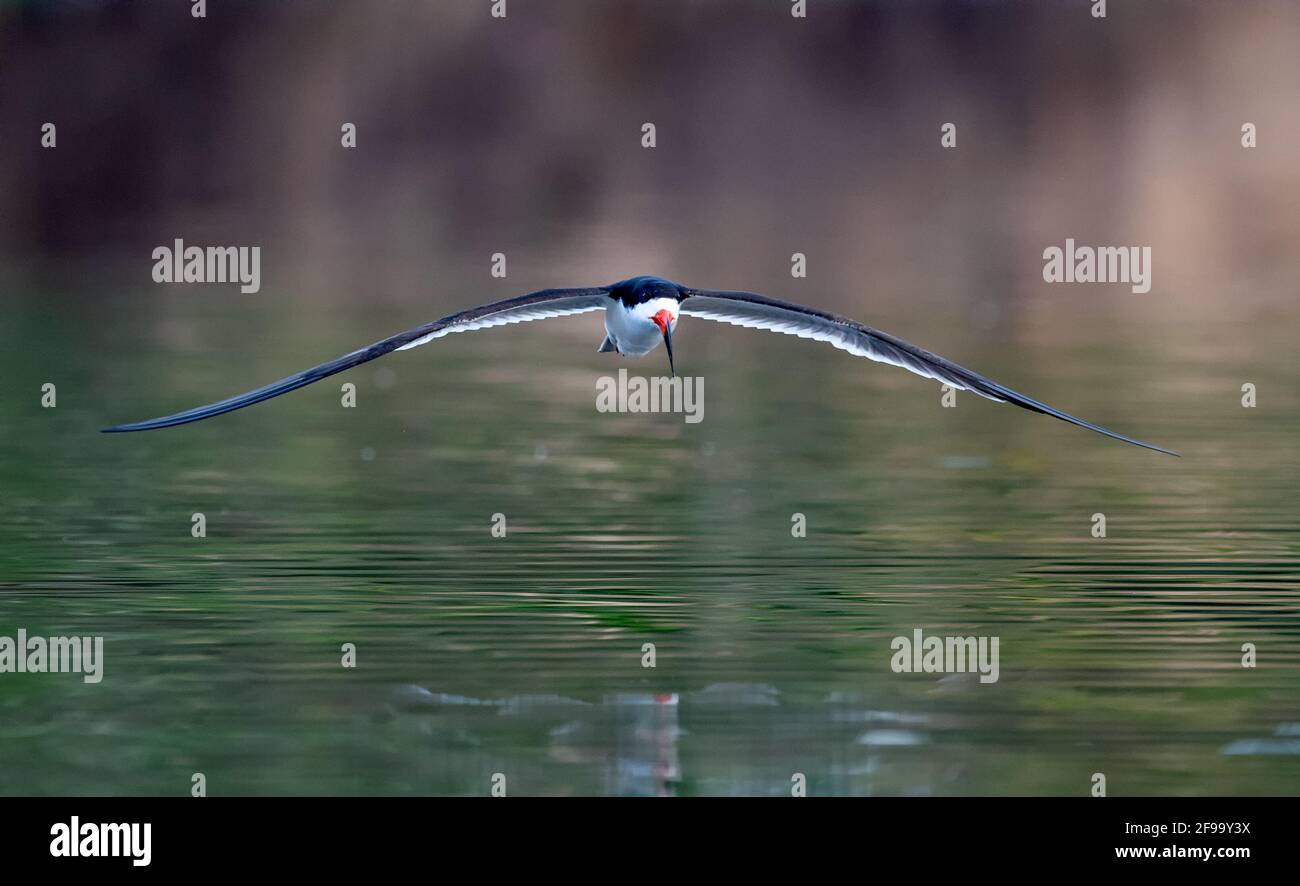 Black Skimmer fly over the water with reflection in the water Stock ...