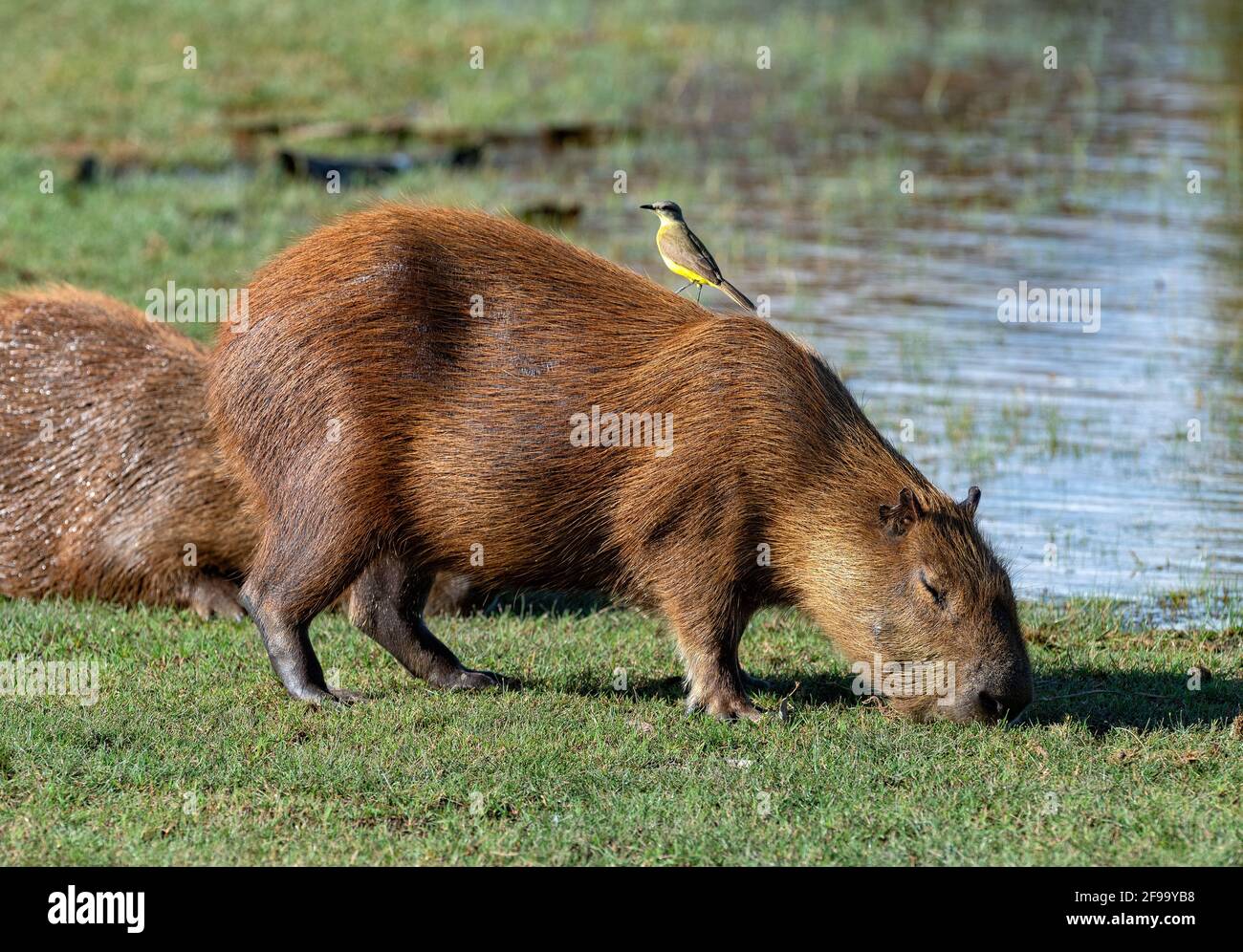 Capybara Eating Grass