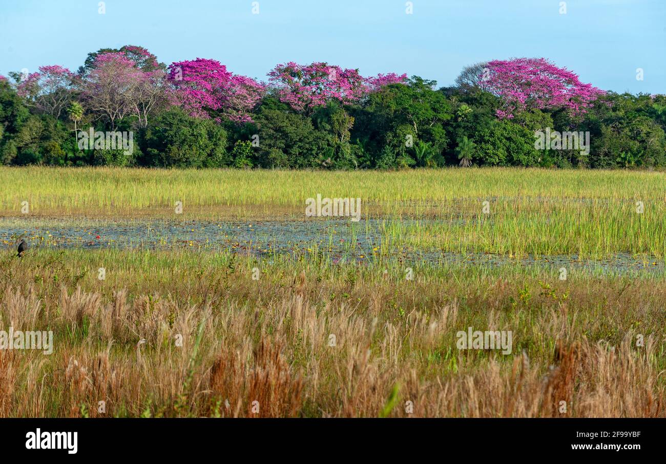 Beautiful farm land in Brasil, Pantanal Stock Photo - Alamy