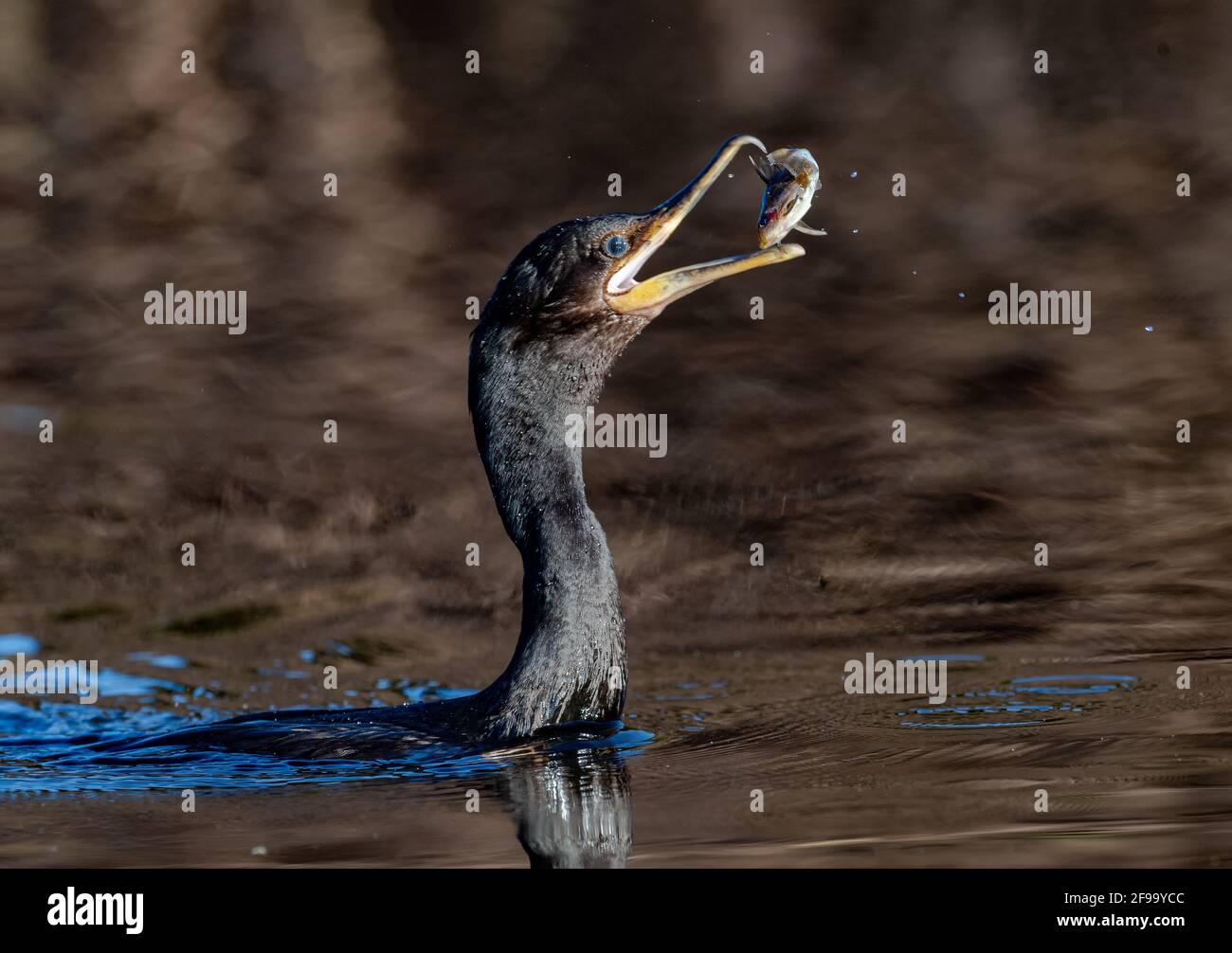 Bird with captured fish swimming in the river Stock Photo - Alamy