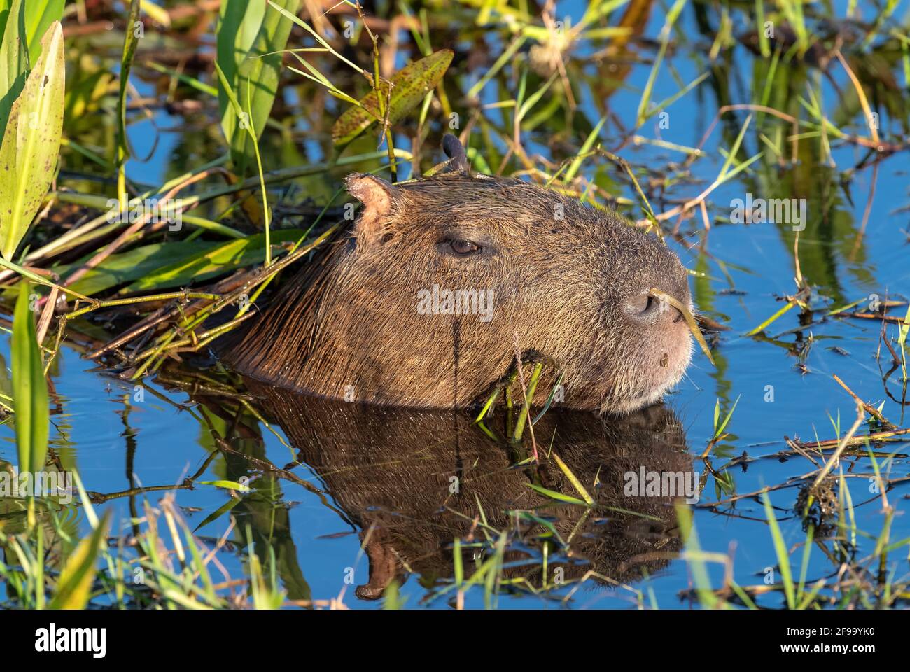 Capybara sitting in the water - head reflection in the water - close up ...