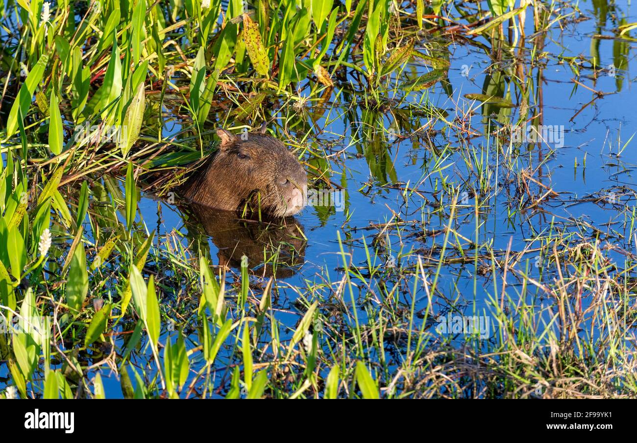 Capybara sitting in the water - head reflection in the water - close up ...
