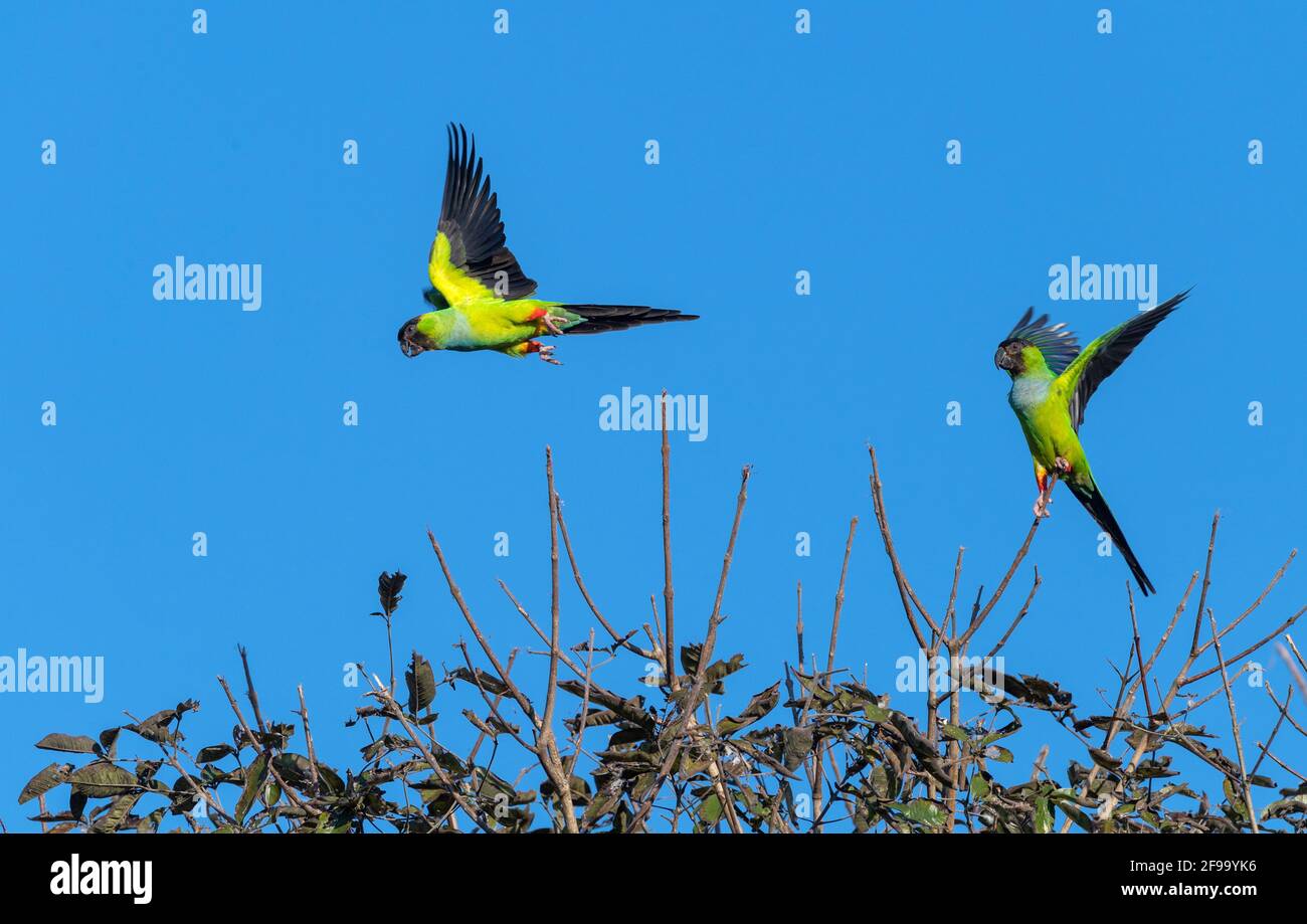 Parakeets flying hi-res stock photography and images - Alamy