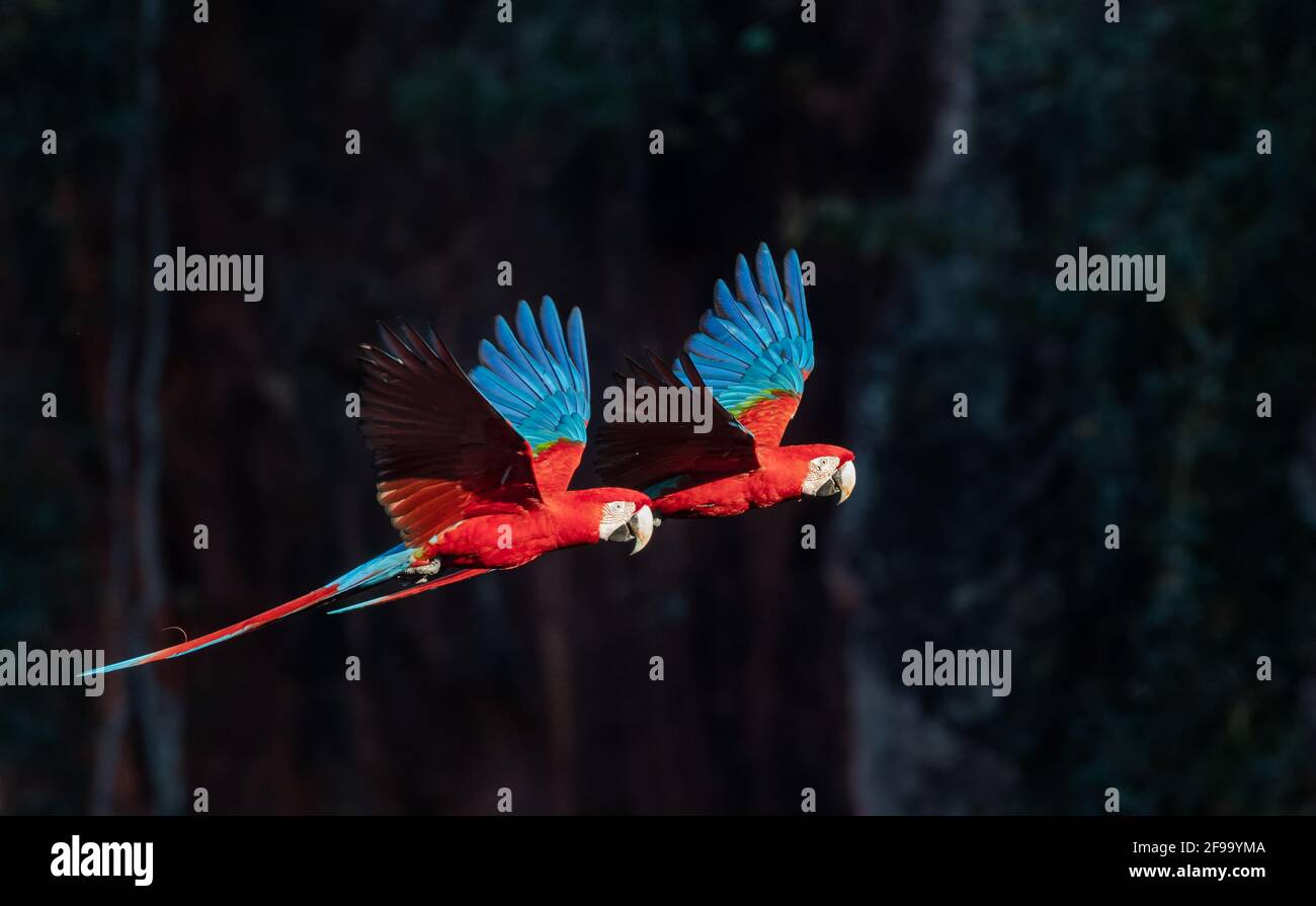 Flying red and green macaws in South Pantanal/Brazil Stock Photo - Alamy