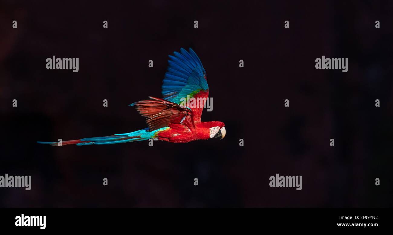 Flying red and green macaws in South Pantanal/Brazil Stock Photo - Alamy