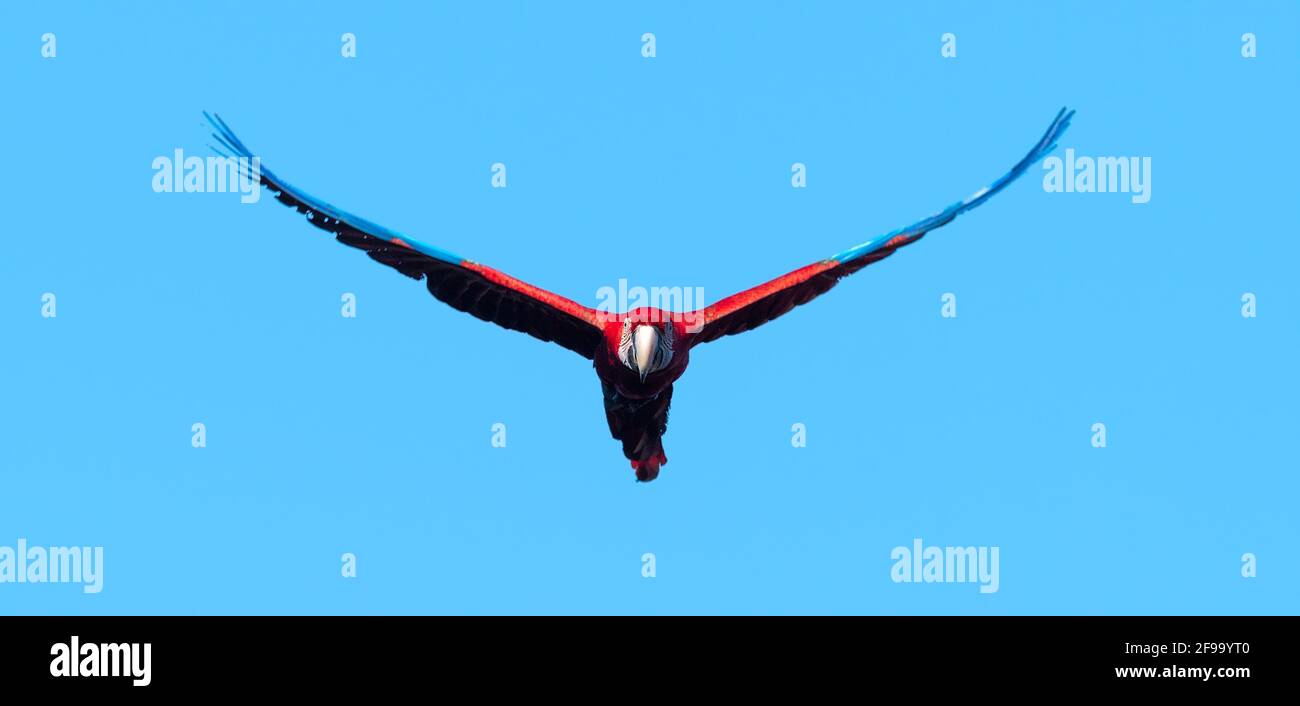 Green wing macaws hi-res stock photography and images - Alamy