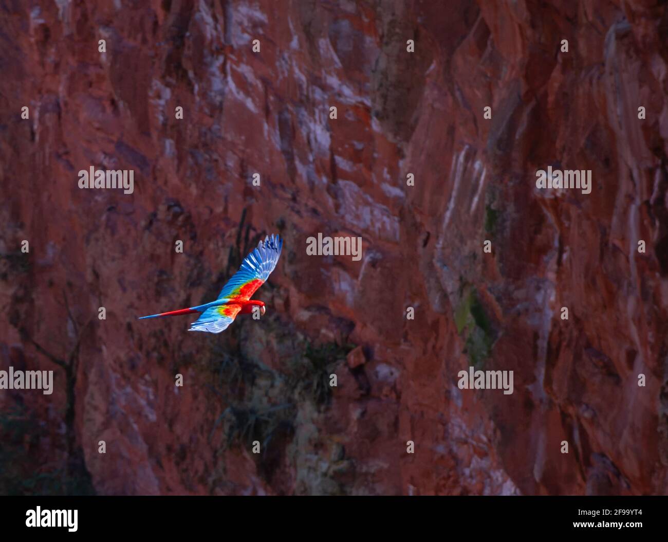 Flying red and green macaws in South Pantanal/Brazil Stock Photo - Alamy